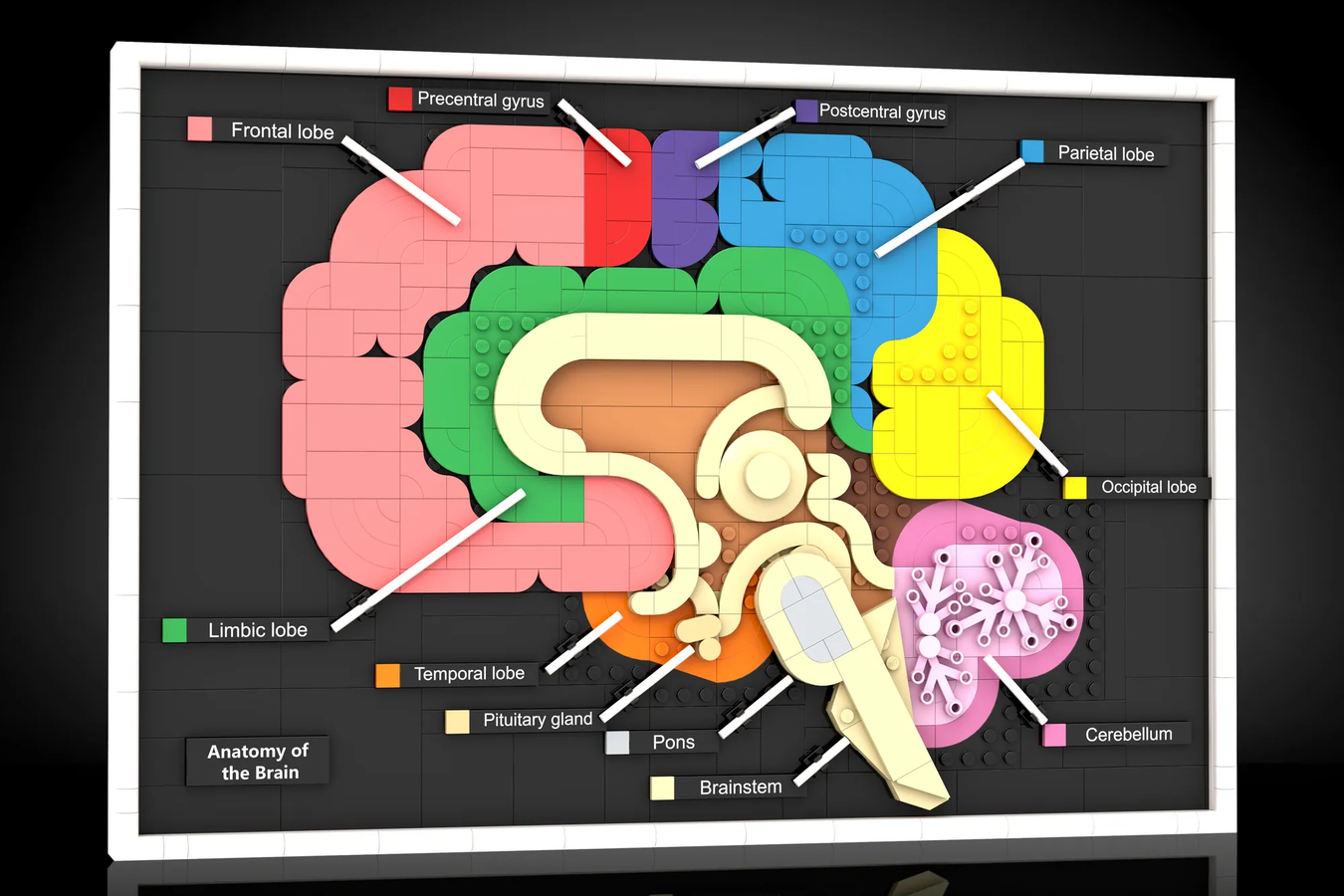 LEGO IDEAS - Anatomy Of The Brain