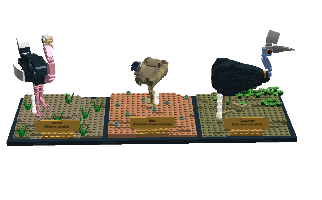 LEGO IDEAS - The Largest Birds Set