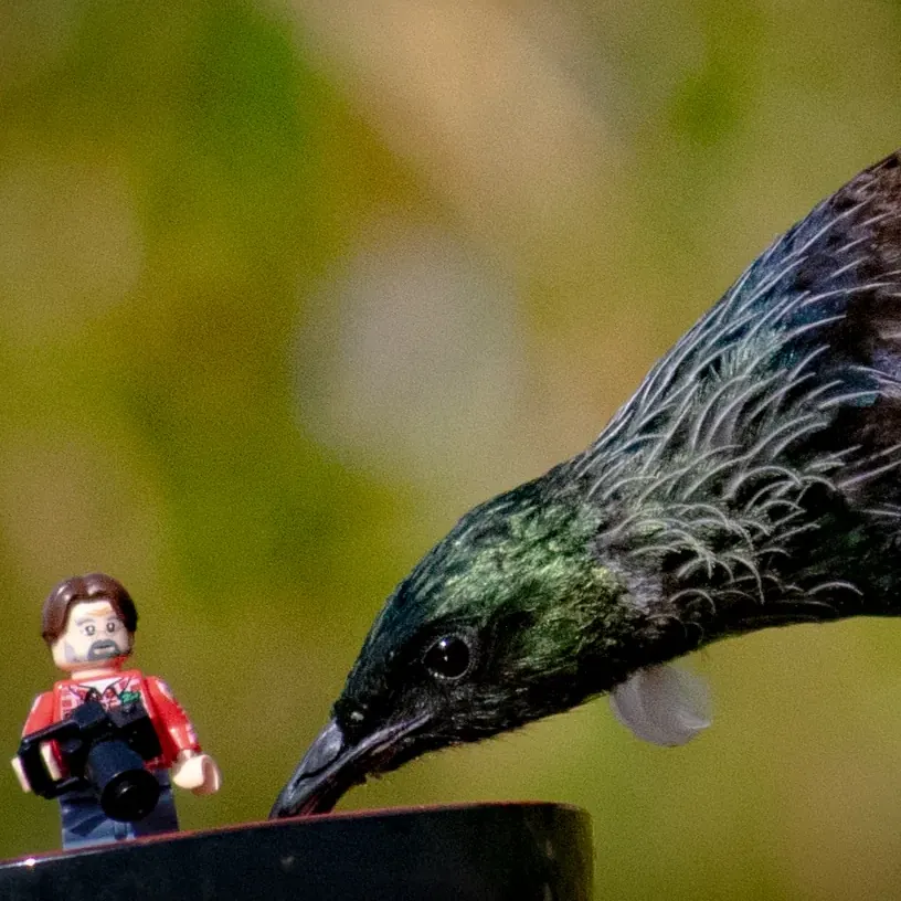 LEGO IDEAS - Daily adventures - Wildlife Photographer Close Encounter