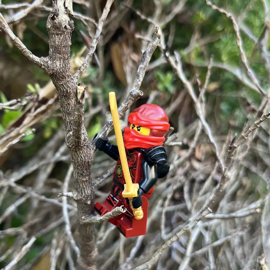 LEGO IDEAS - How do you prepare for the Tournament? - Tree Training