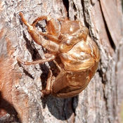 LEGO IDEAS - Large Cicada Husk