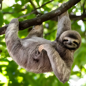 LEGO IDEAS - Asterix the Gaul