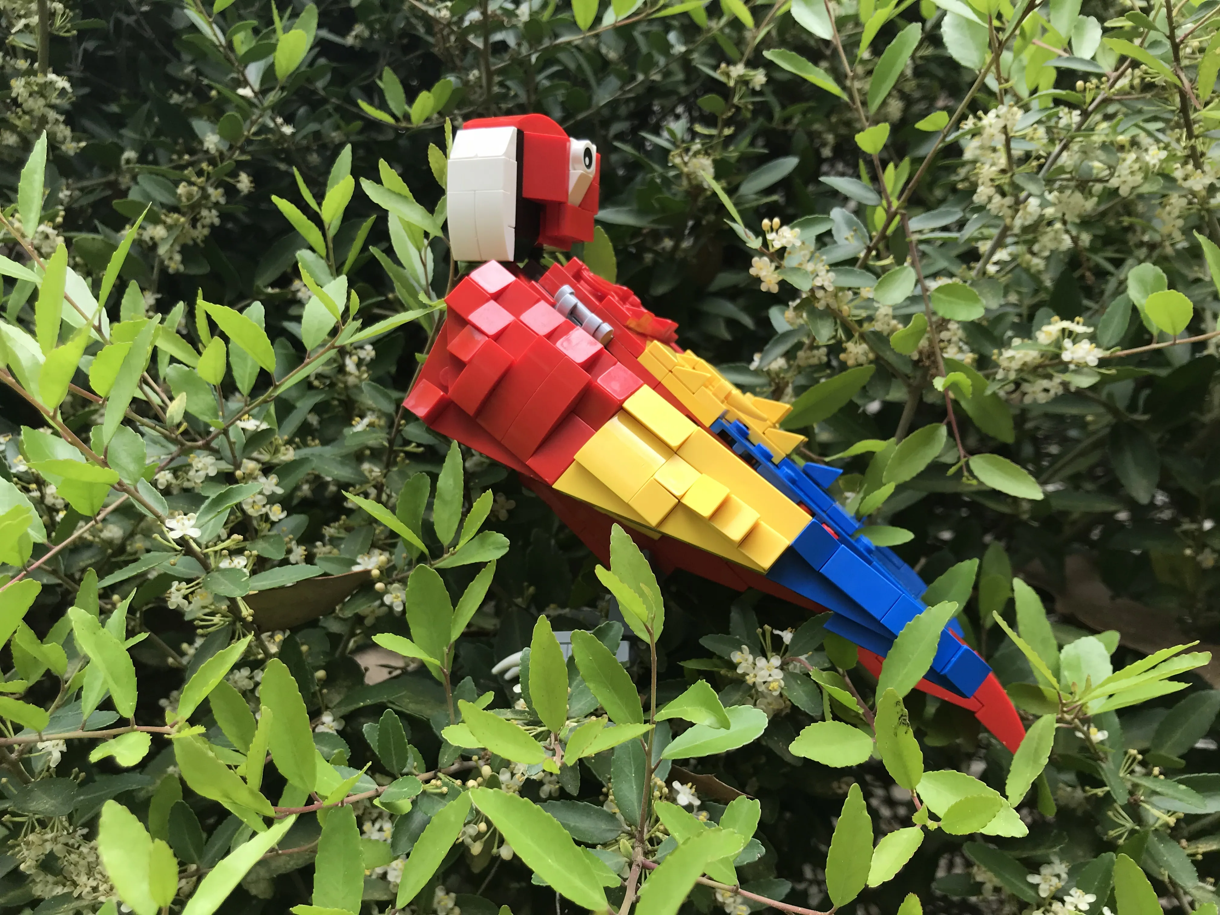 Scarlet Macaw | LEGO® Ideas
