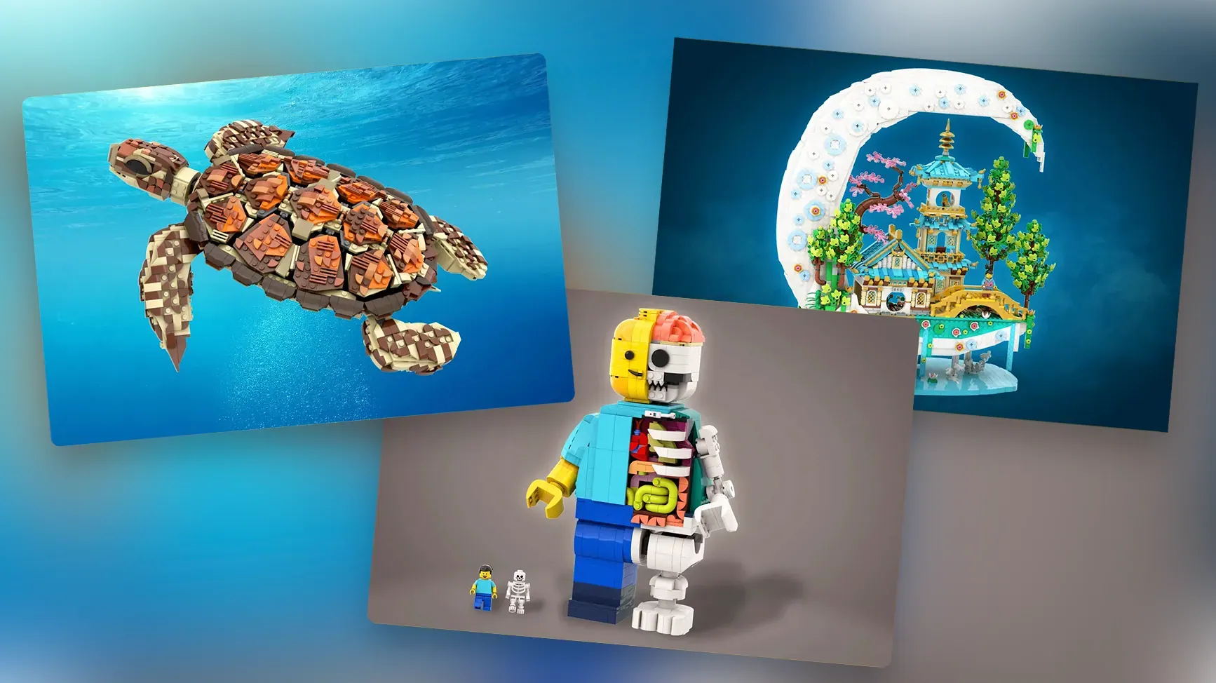 10K Club Interview: Moon Palace, LEGO Anatomy and Sea Turtle by ...
