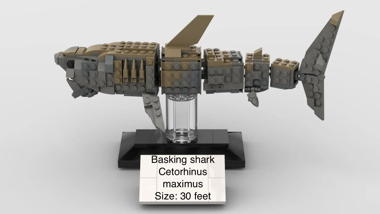 Sharks of the World | LEGO® Ideas