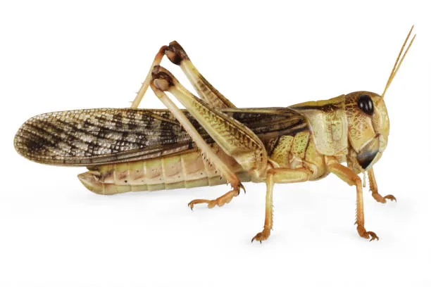 Locust (Life-Size) | LEGO® Ideas